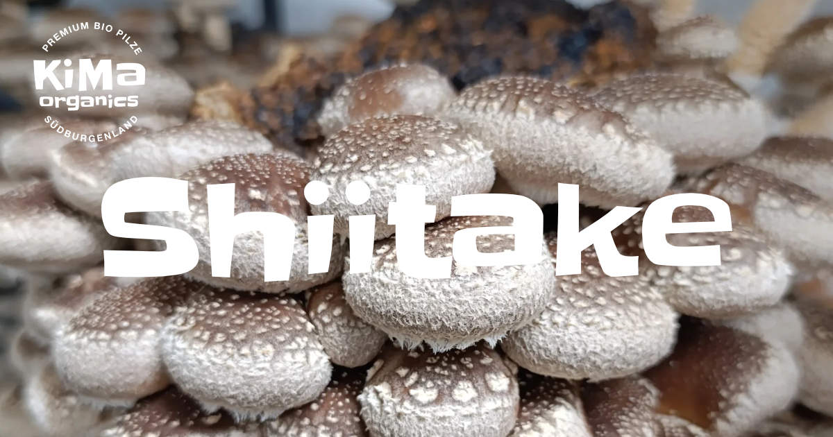 Bio Shiitake Fertigkultur - KiMa organics